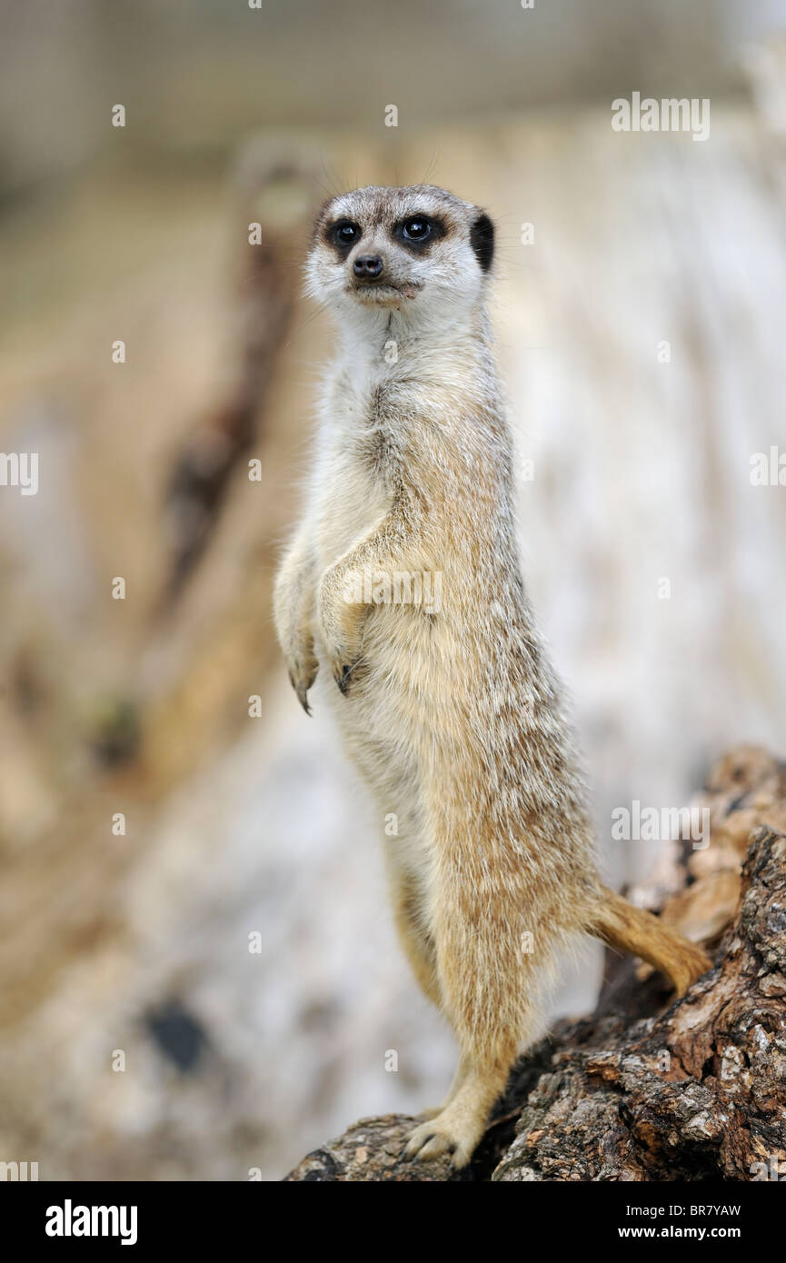 Meerkat underground hi-res stock photography and images - Alamy