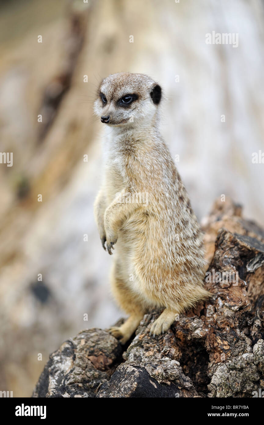 Mongoose pack hi-res stock photography and images - Alamy
