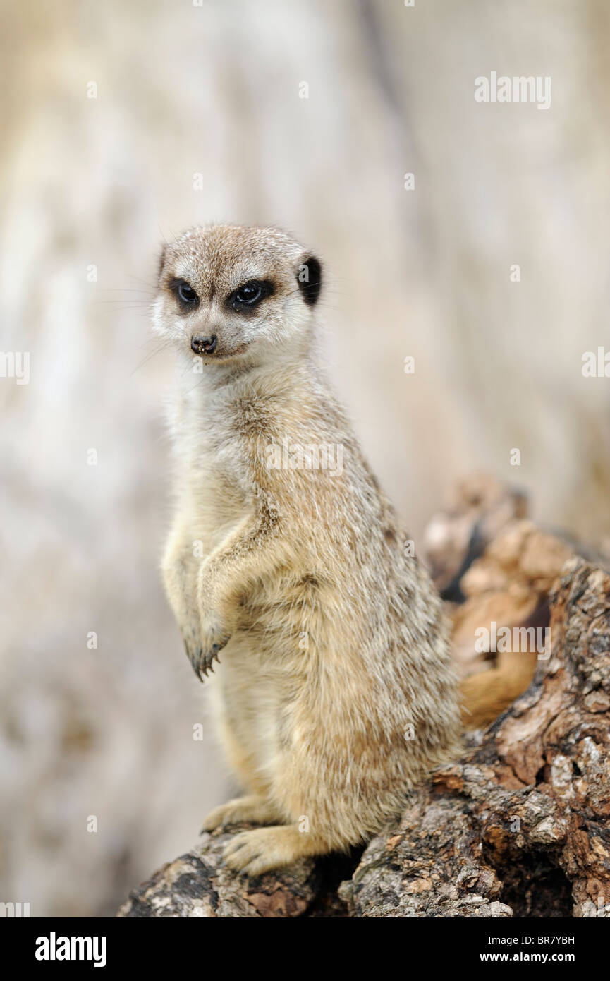 a meerkat keeping watch for the family Stock Photo - Alamy