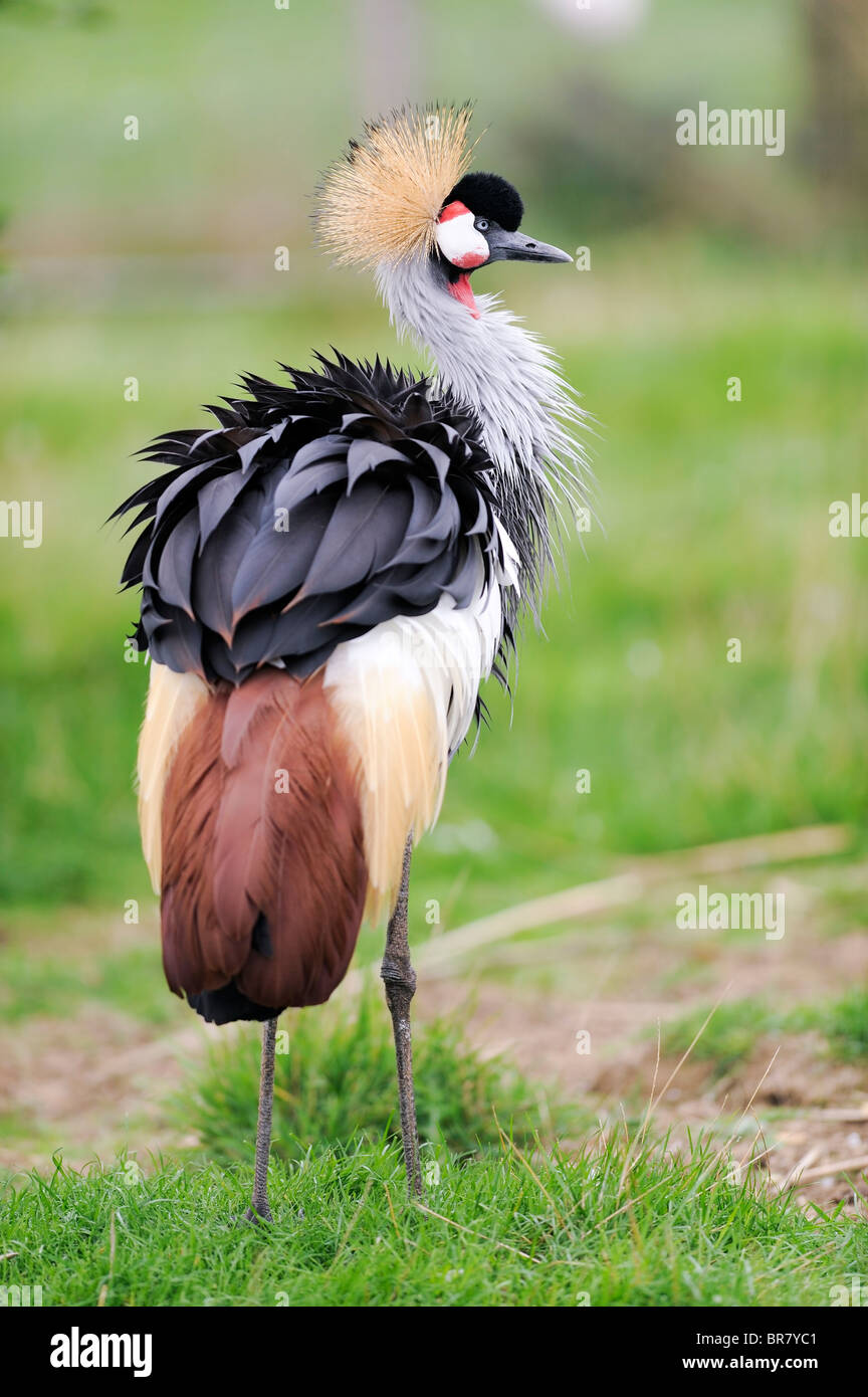 Royal crowned crane hi-res stock photography and images - Alamy
