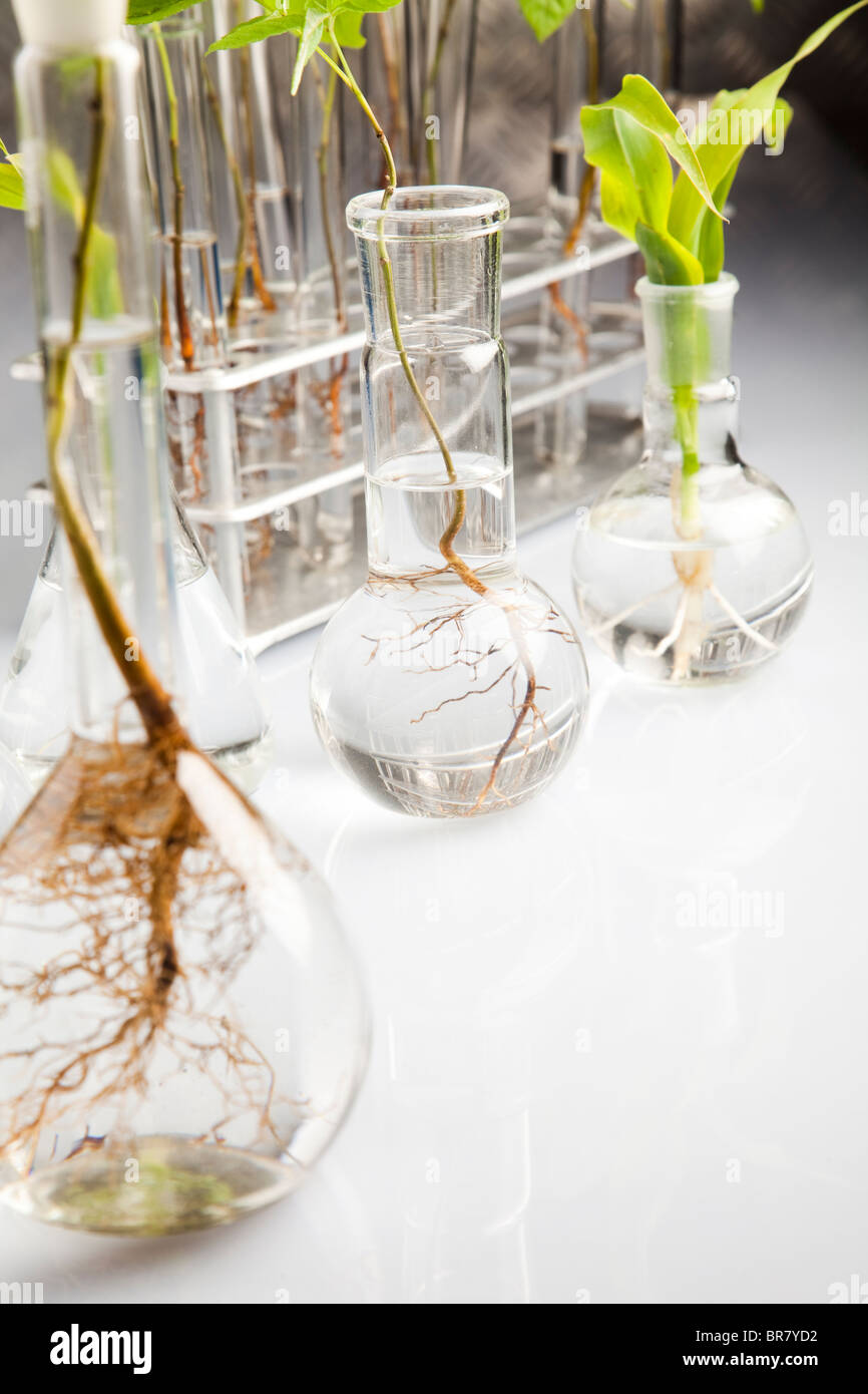 Working in a laboratory and plants Stock Photo - Alamy