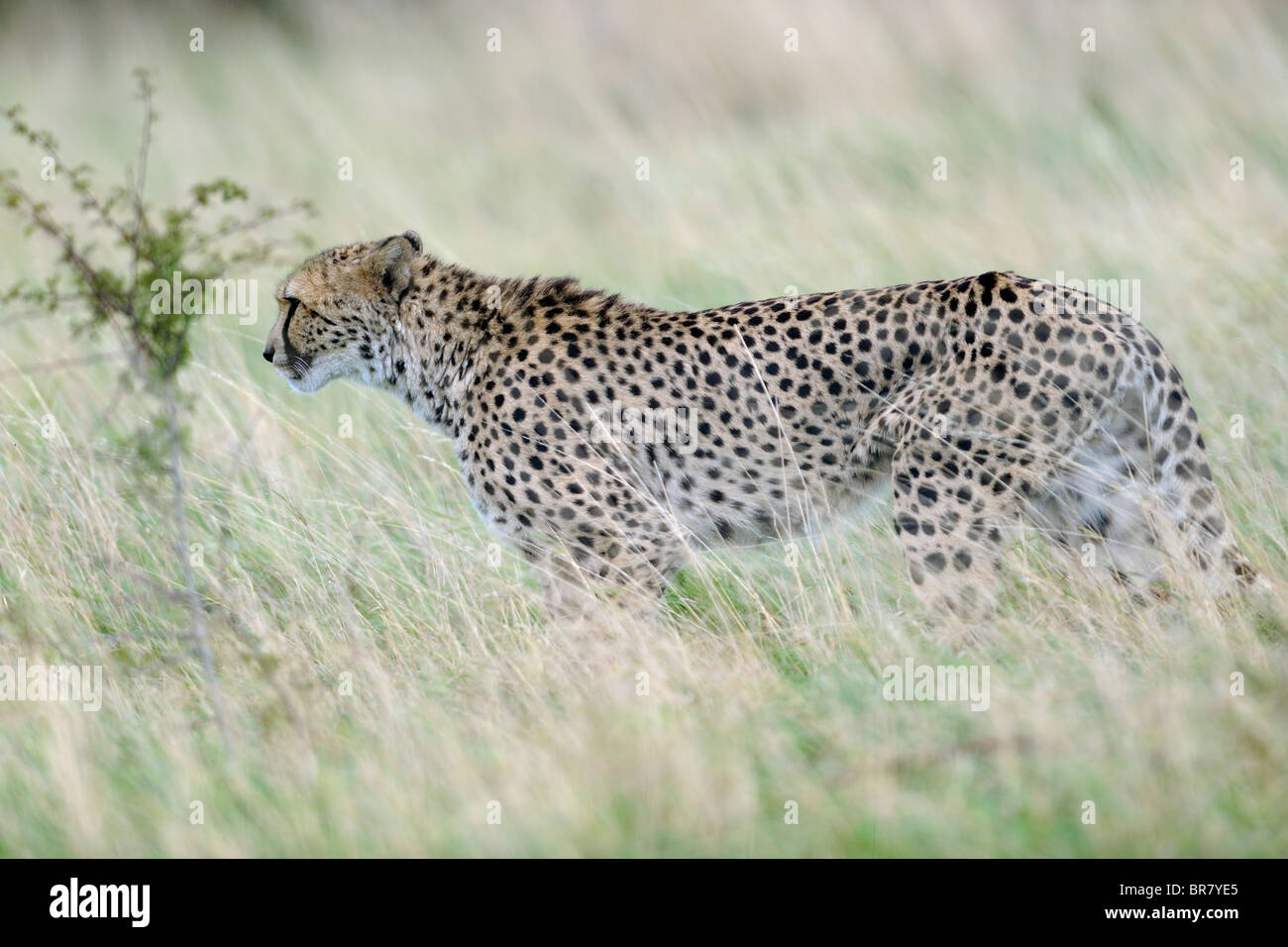 a cheetah moving stealthily through grassland Stock Photo - Alamy
