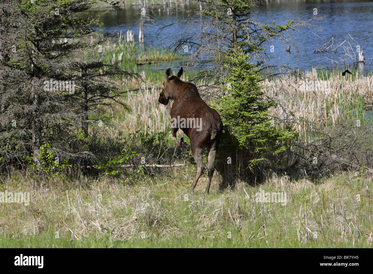 Leap leaping hi-res stock photography and images - Alamy