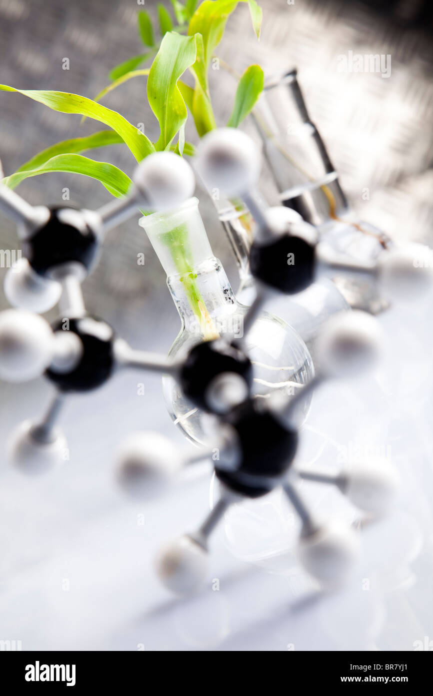 Science experiment and plants Stock Photo - Alamy