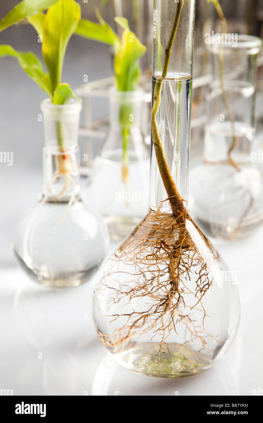 Working in a laboratory and plants Stock Photo - Alamy