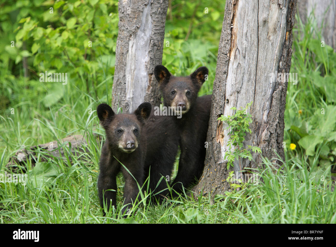 Black Bear Ursus americanus two small cubs standing together looking ...
