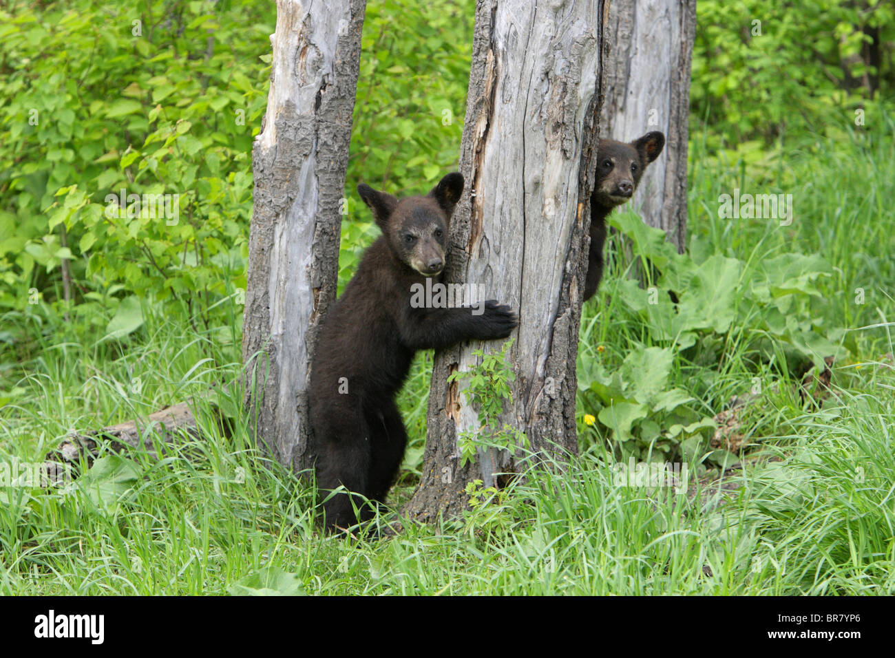 Black bear cubs tree hi-res stock photography and images - Alamy