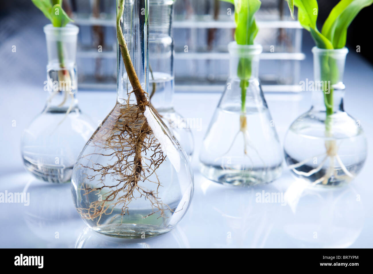 Close-up of plants in test tubes laboratory Stock Photo - Alamy