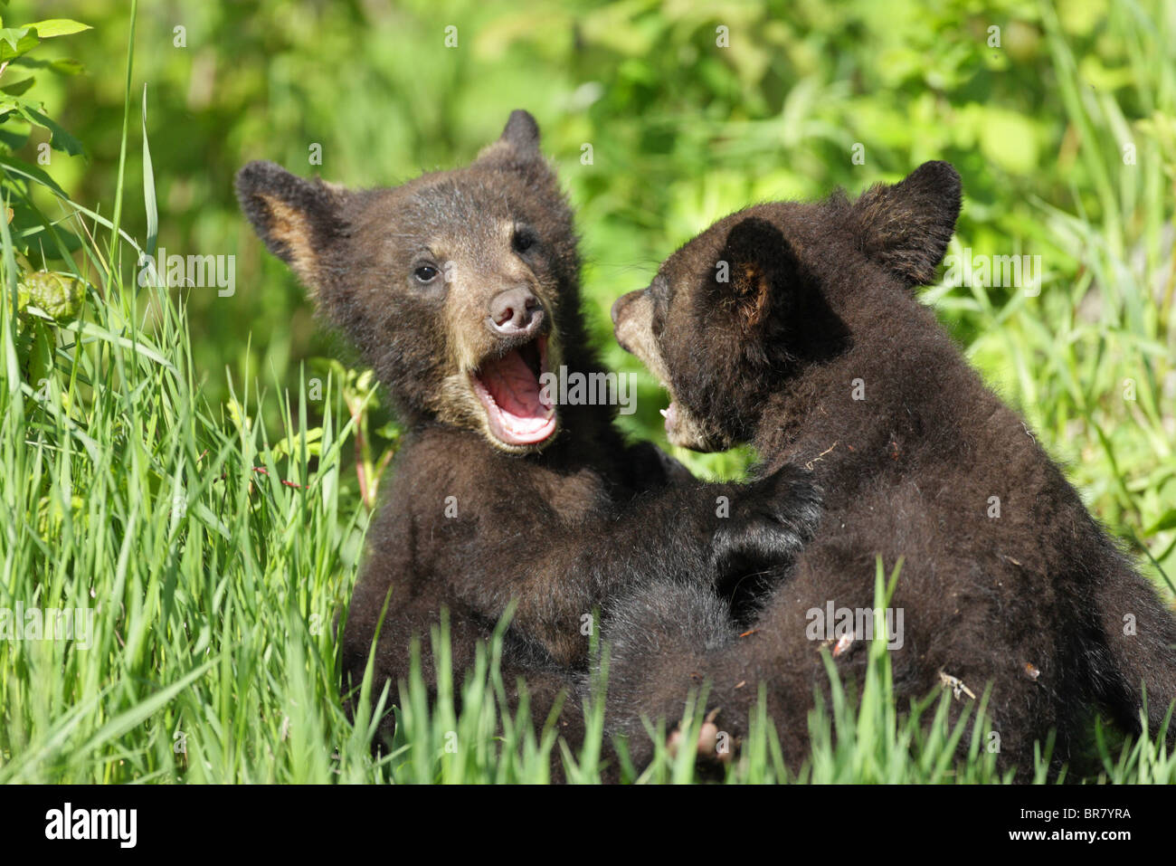 Black Bear Cubs Playing