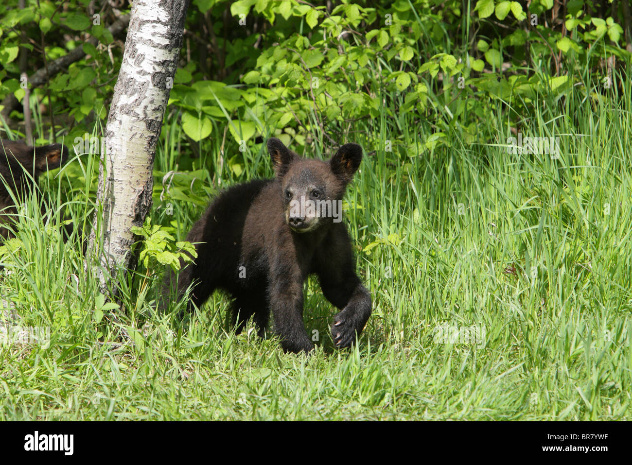 Black Bear Ursus americanus small cub walking from out of the forest ...