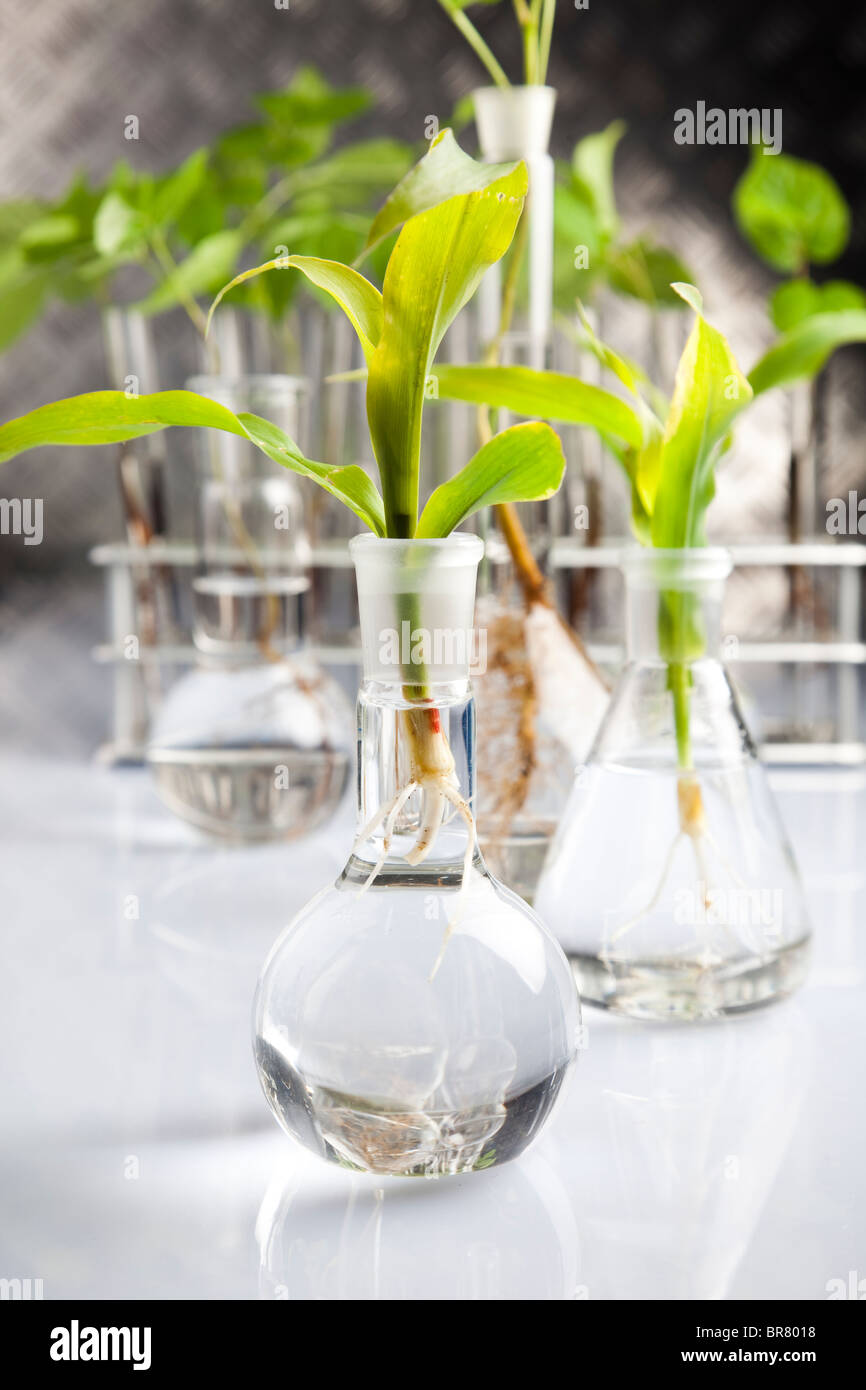 Working in a laboratory and plants Stock Photo - Alamy
