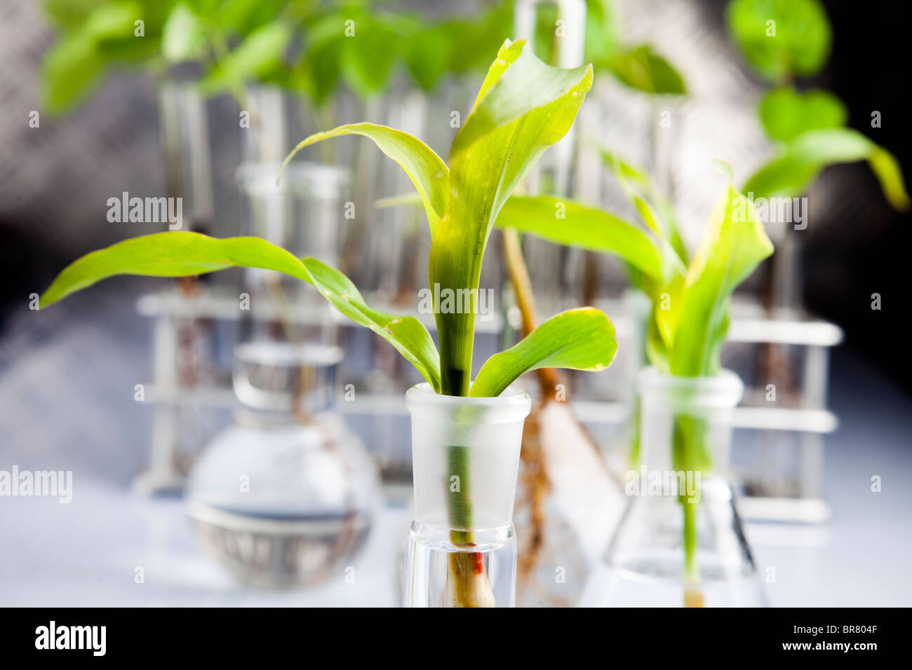 Plant geneticist hi-res stock photography and images - Alamy