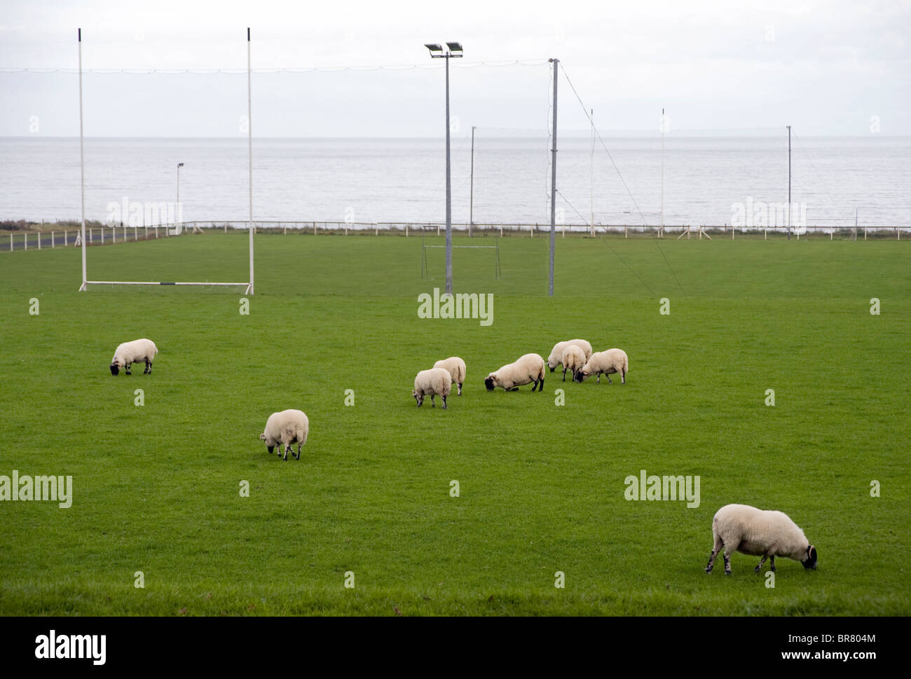 Sheep grazing on sports field, Cushendun, Northern Ireland Stock Photo ...