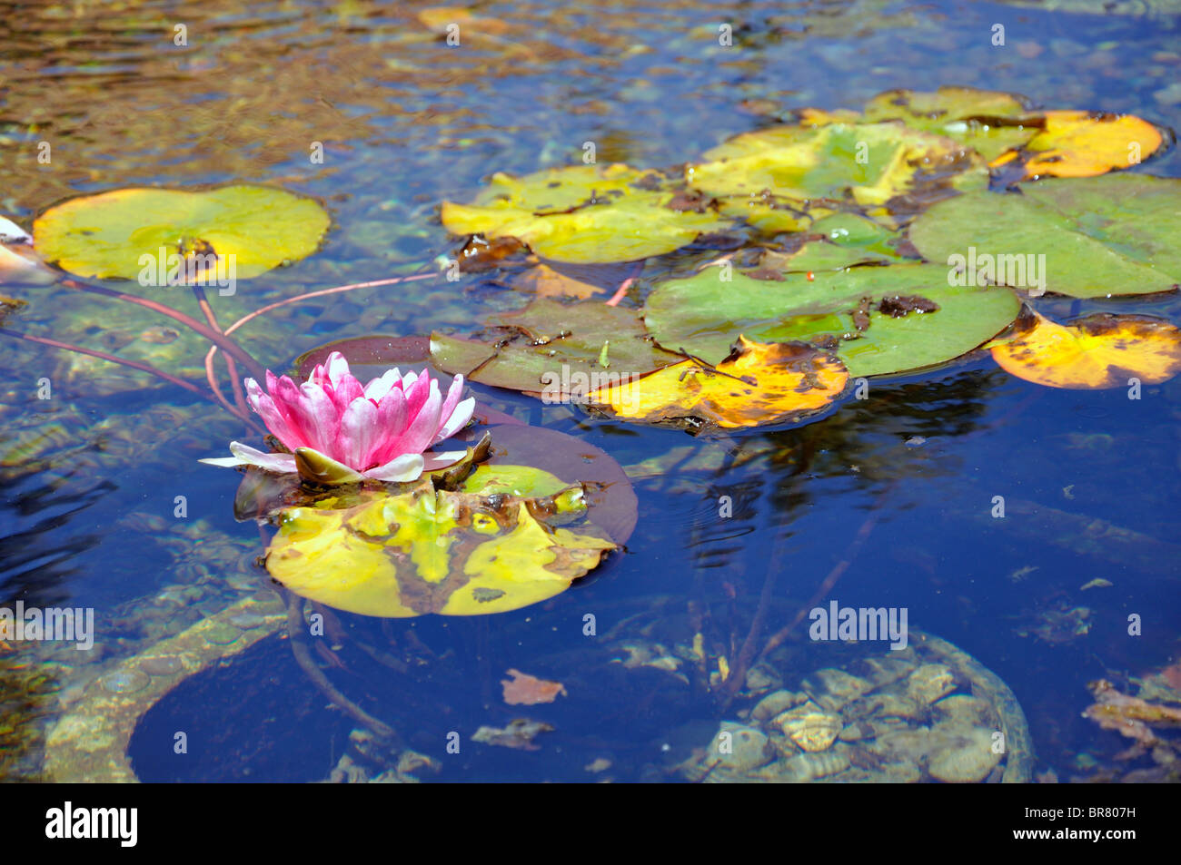 Water lily - Nymphaeaceae Stock Photo - Alamy