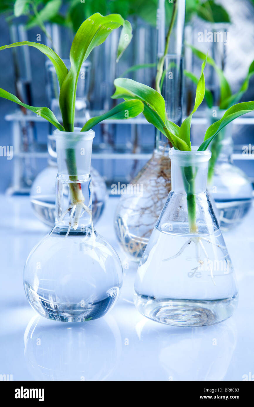 Working in a laboratory and plants Stock Photo - Alamy