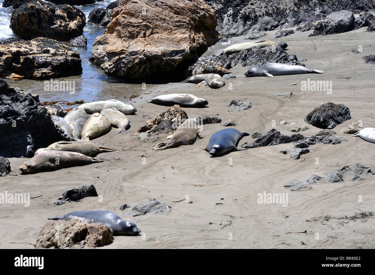 Elephant seals colony during molting period, Piedras Blancas beach ...