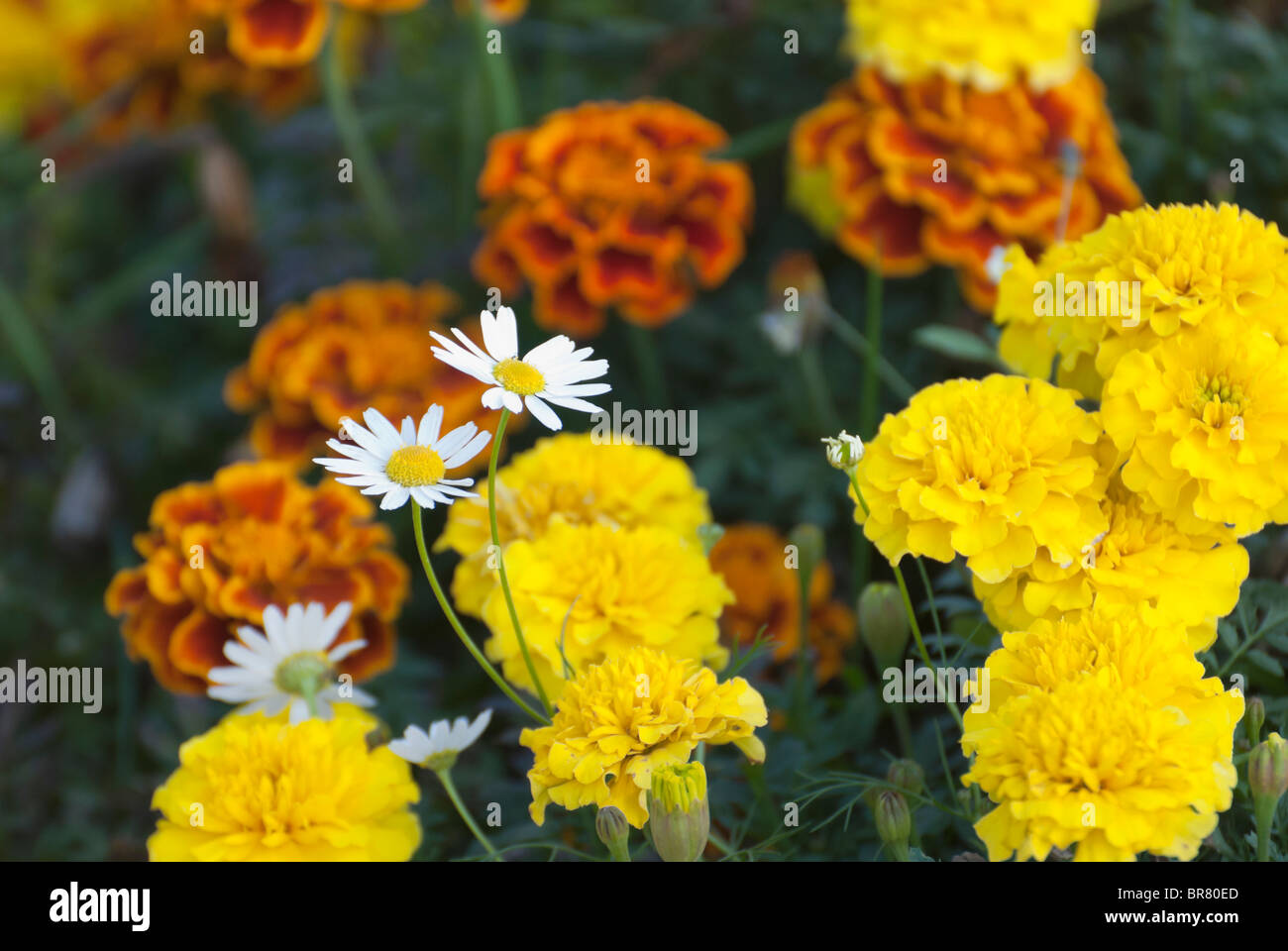 Single camomile on the calendula bed background Stock Photo - Alamy