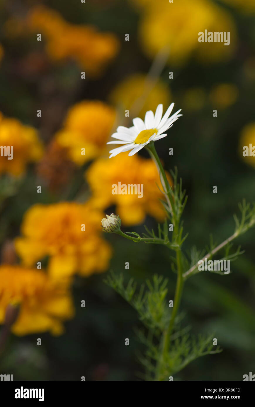 Single camomile on the calendula bed background Stock Photo - Alamy