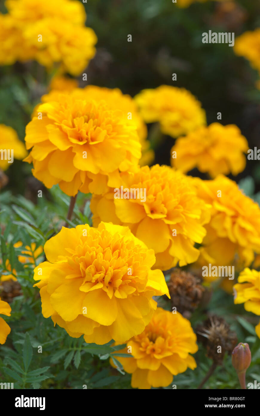 Closeup of the orange calendula flower Stock Photo - Alamy