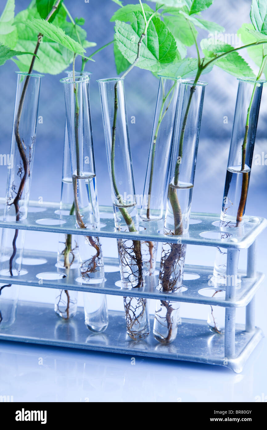 Chemical laboratory glassware equipment, ecology Stock Photo - Alamy