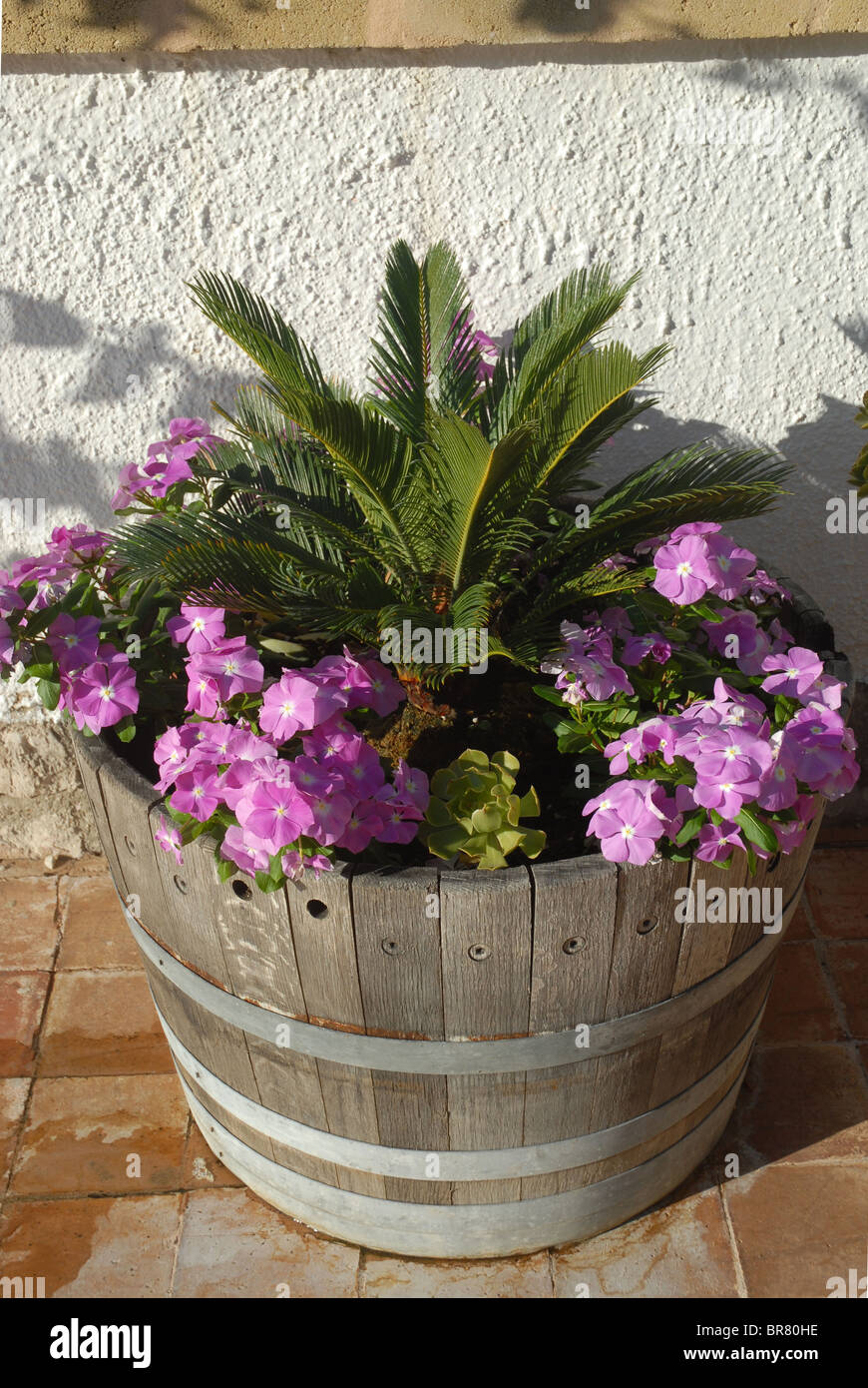 Vinca In Containers