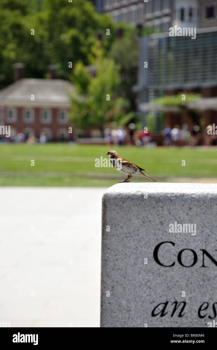 Bird of pa hi-res stock photography and images - Alamy