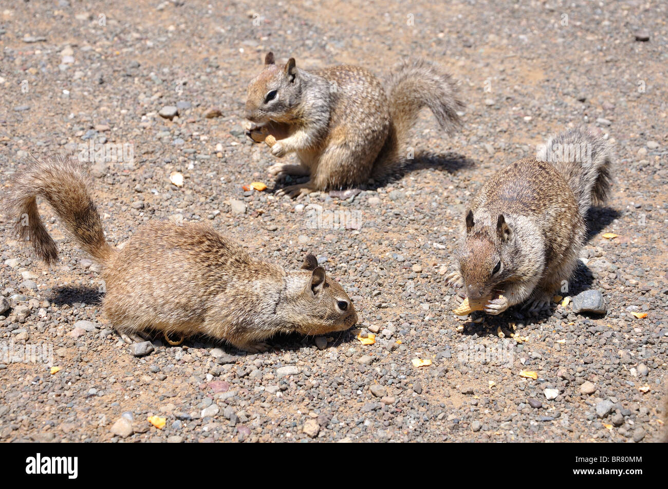 Squirrels eating peanuts Stock Photo - Alamy