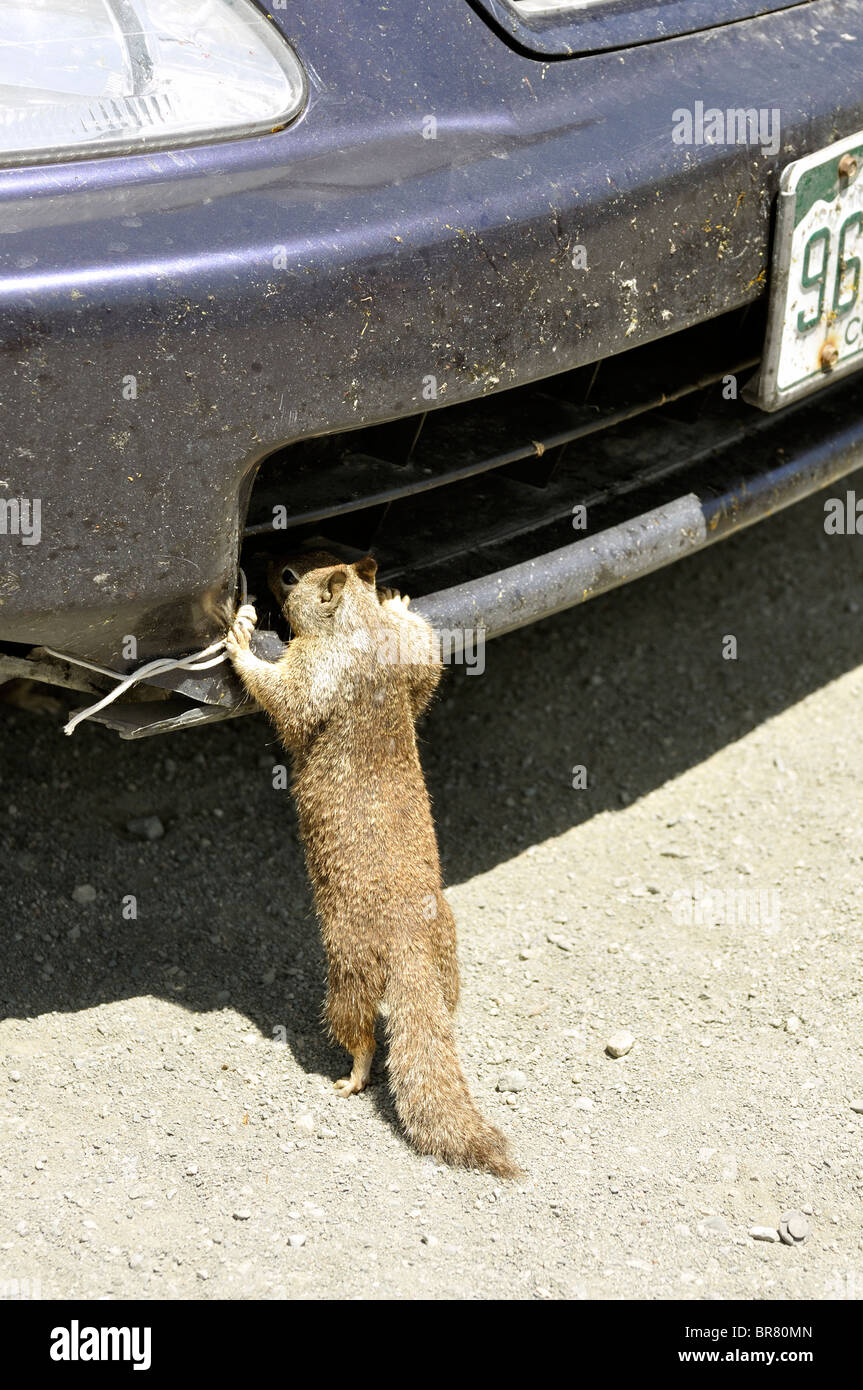 Squirrel trying to get inside the car engine Stock Photo - Alamy
