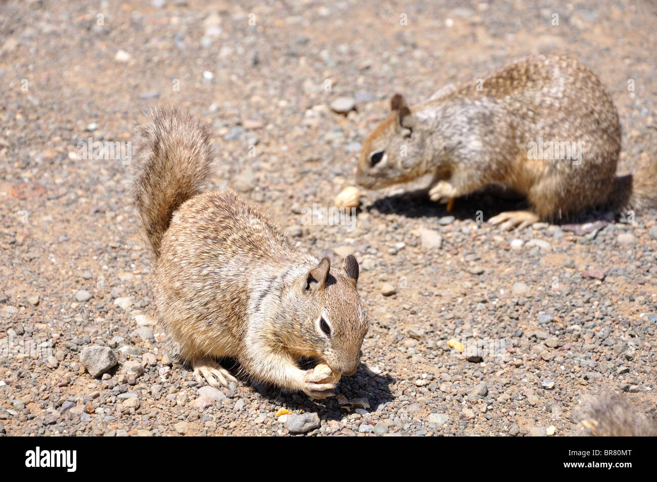 Squirrels eating peanuts Stock Photo - Alamy