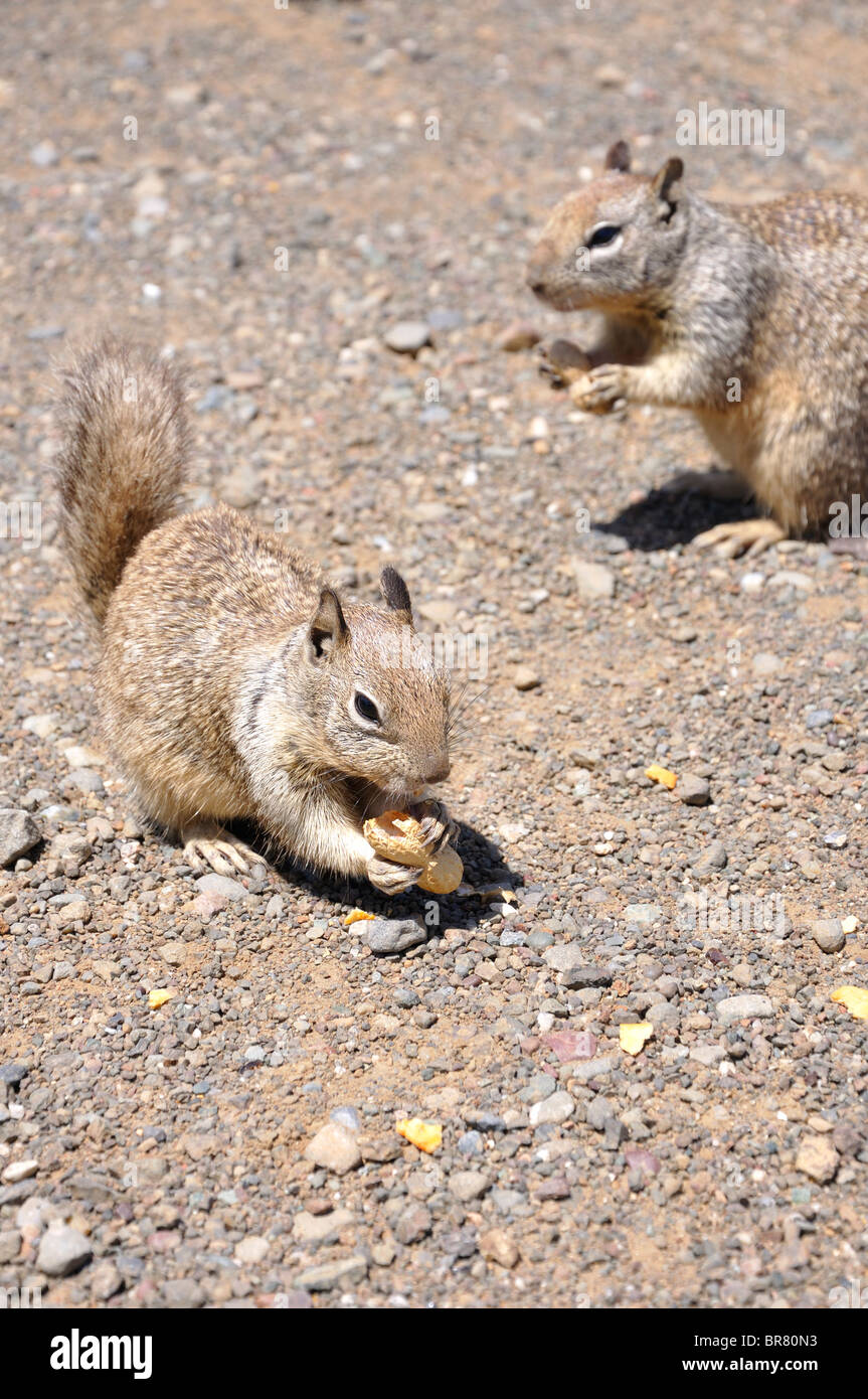 Squirrels eating peanuts Stock Photo - Alamy