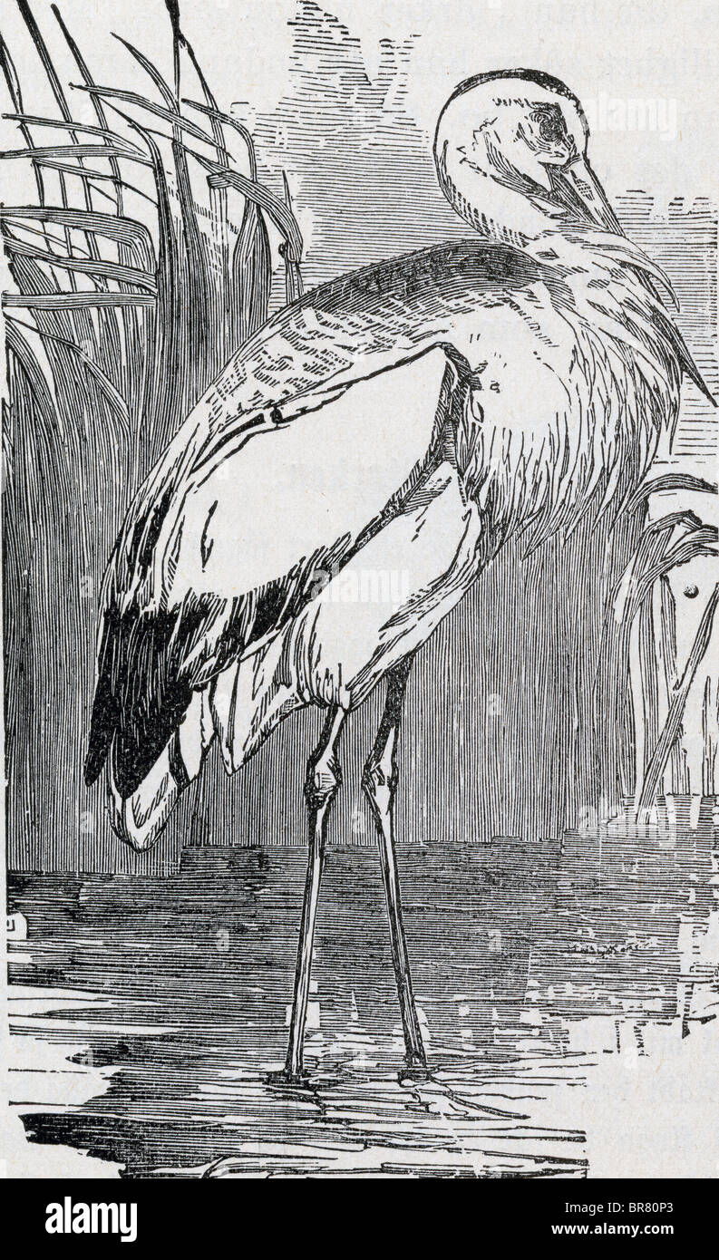 100 year old lithograph of stork Stock Photo - Alamy