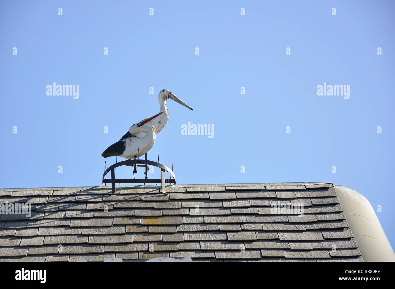 Stork ca hi-res stock photography and images - Alamy