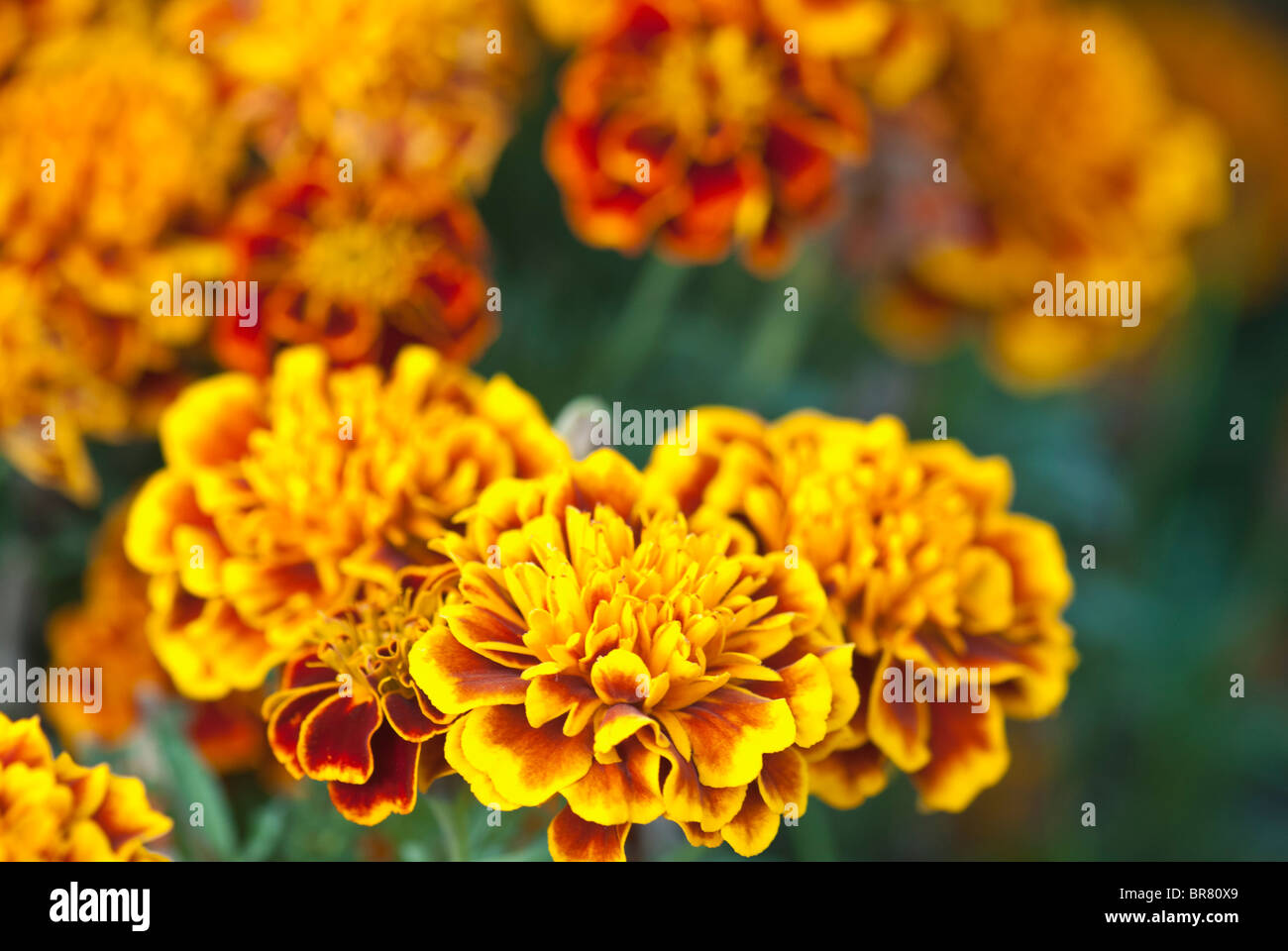Closeup of the orange calendula flower Stock Photo - Alamy