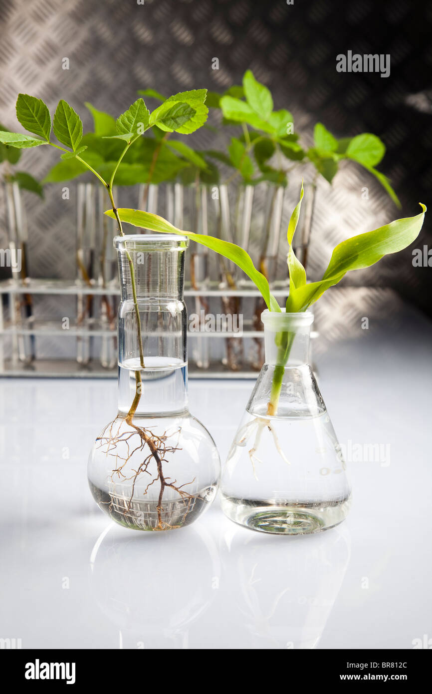 Plant geneticist hi-res stock photography and images - Alamy