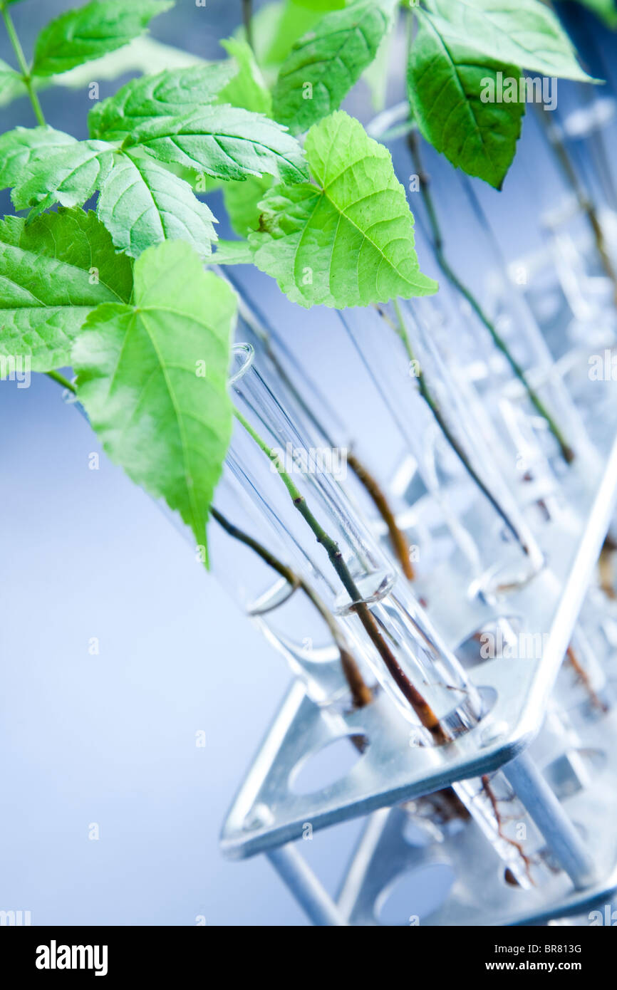 Chemical laboratory glassware equipment, ecology Stock Photo - Alamy