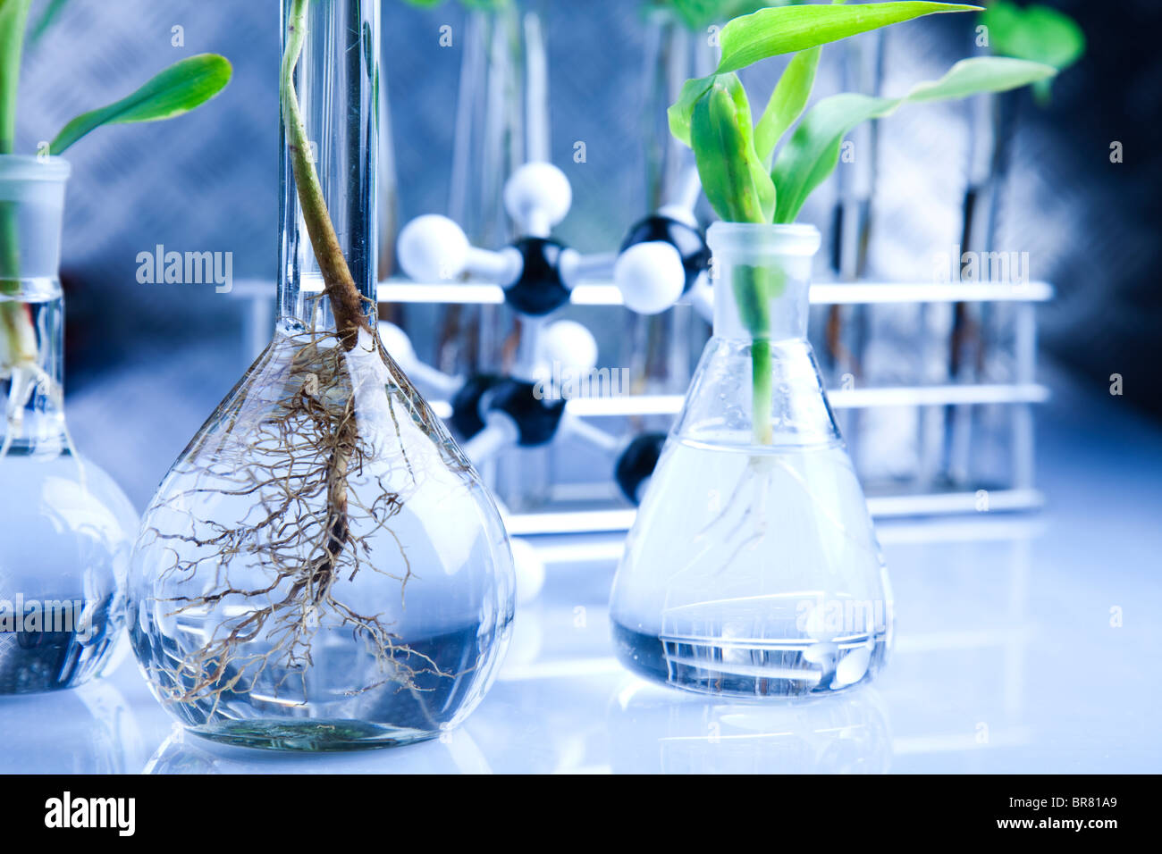 Science experiment and plants Stock Photo - Alamy