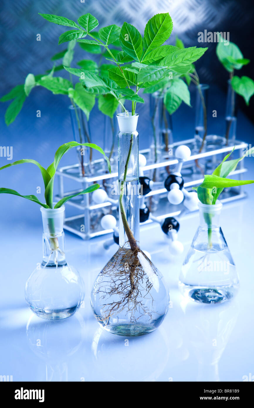 Close-up of plants in test tubes laboratory Stock Photo - Alamy