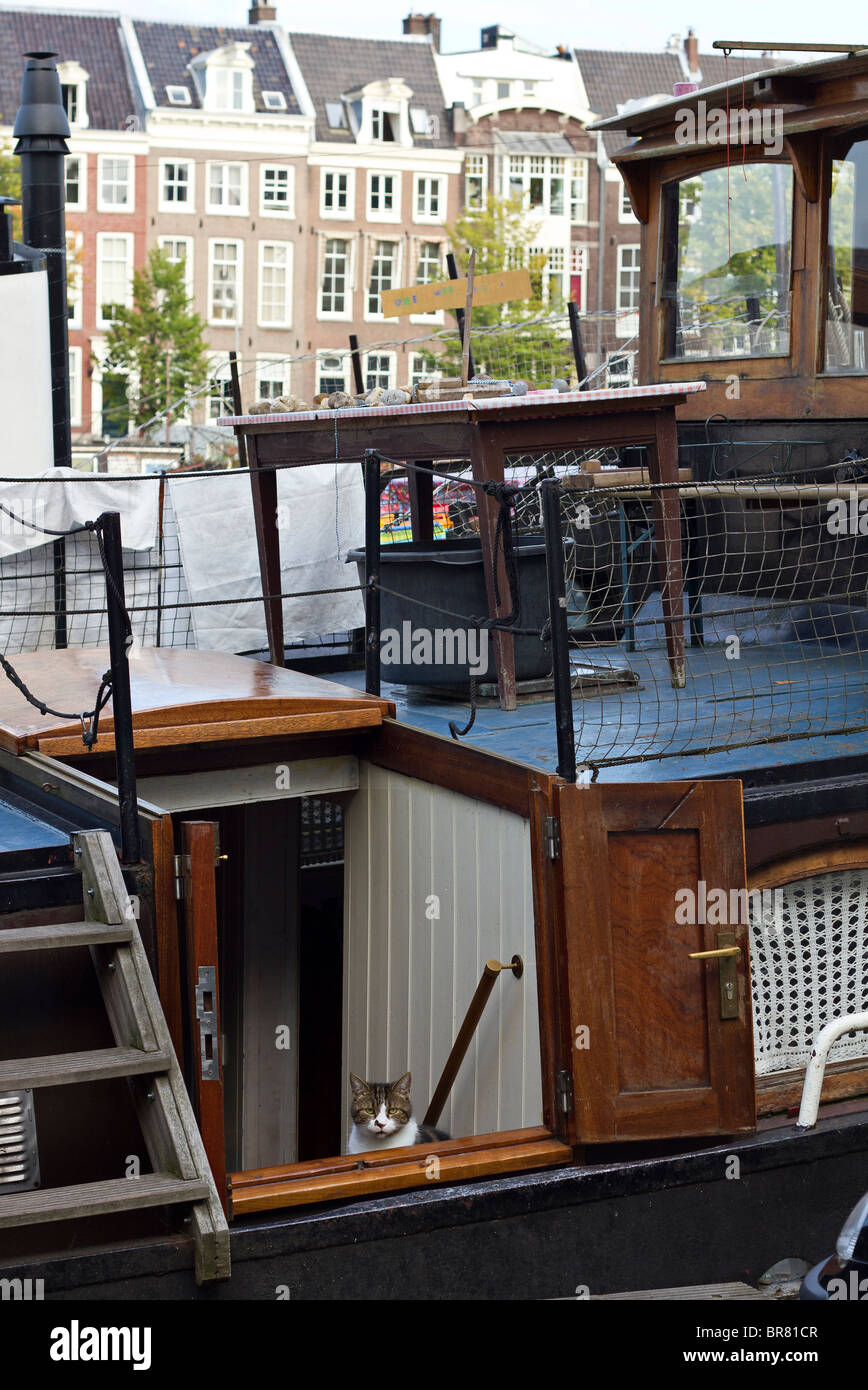 Domestic cat on houseboat on canal in Amsterdam, Holland Stock Photo ...