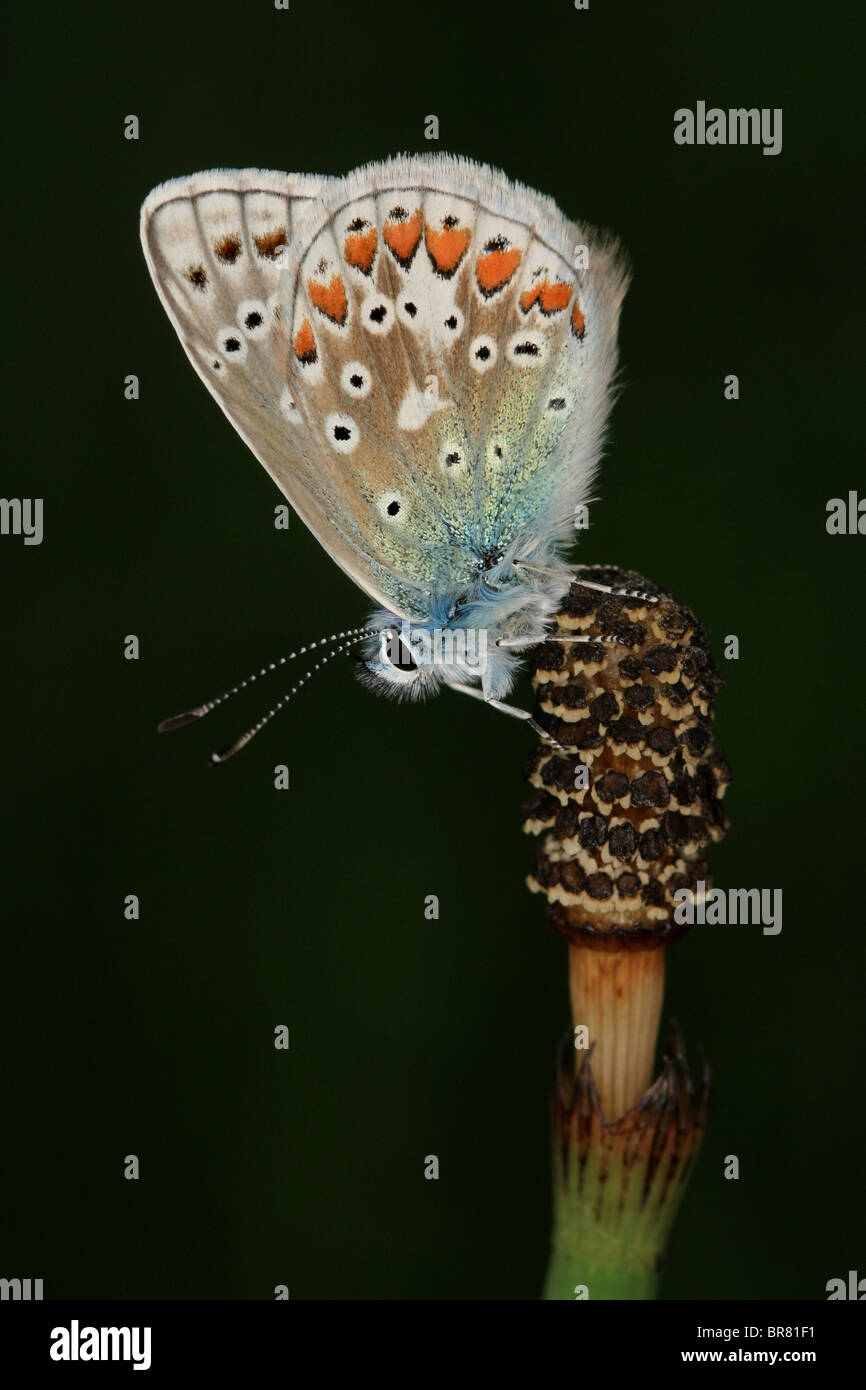 Common Blue Butterfly resting with wings closed on a flower stem Stock ...