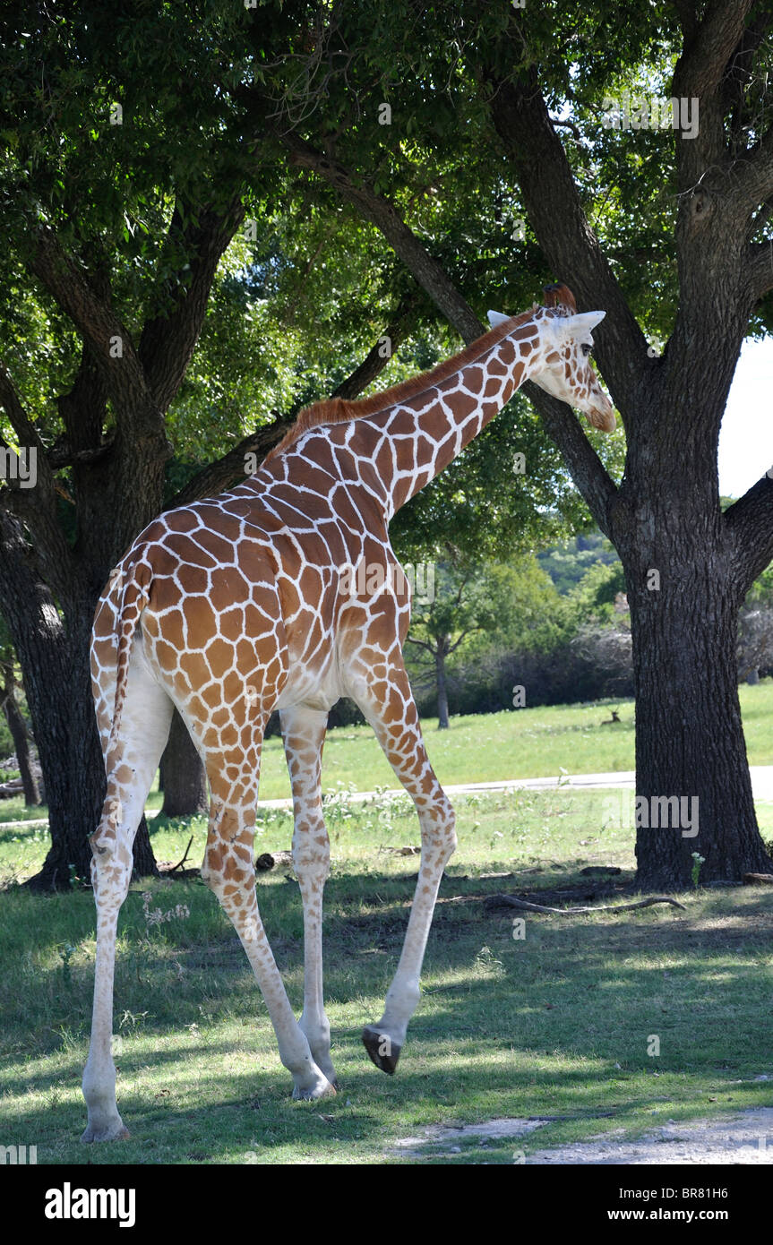 Texas Airbnb Giraffe at Jane Shepherd blog