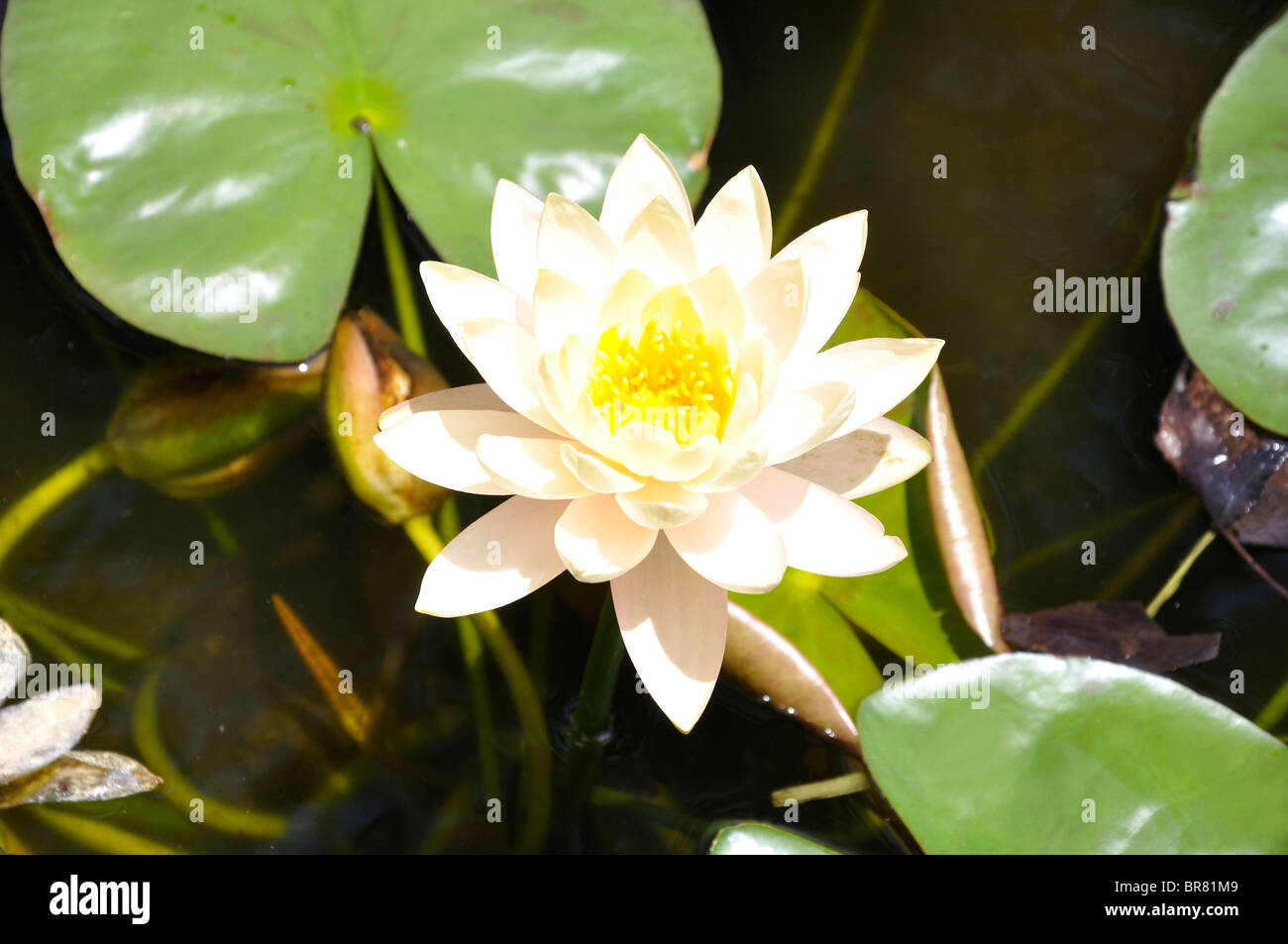 Water lily - Nymphaeaceae Stock Photo - Alamy