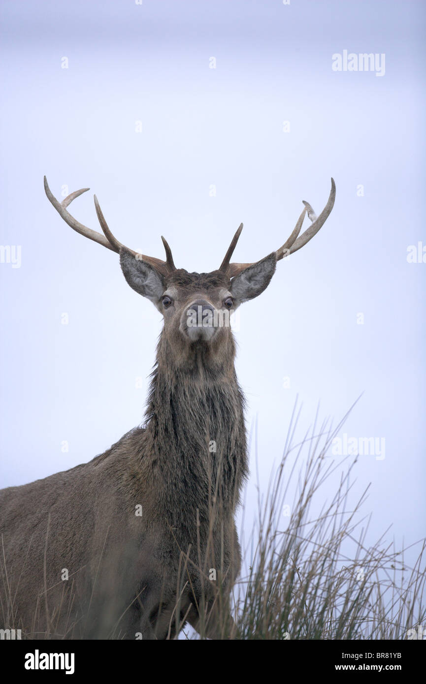 Red Deer, Cervus elaphus, Rannoch Moor in winter, Scotland Stock Photo ...
