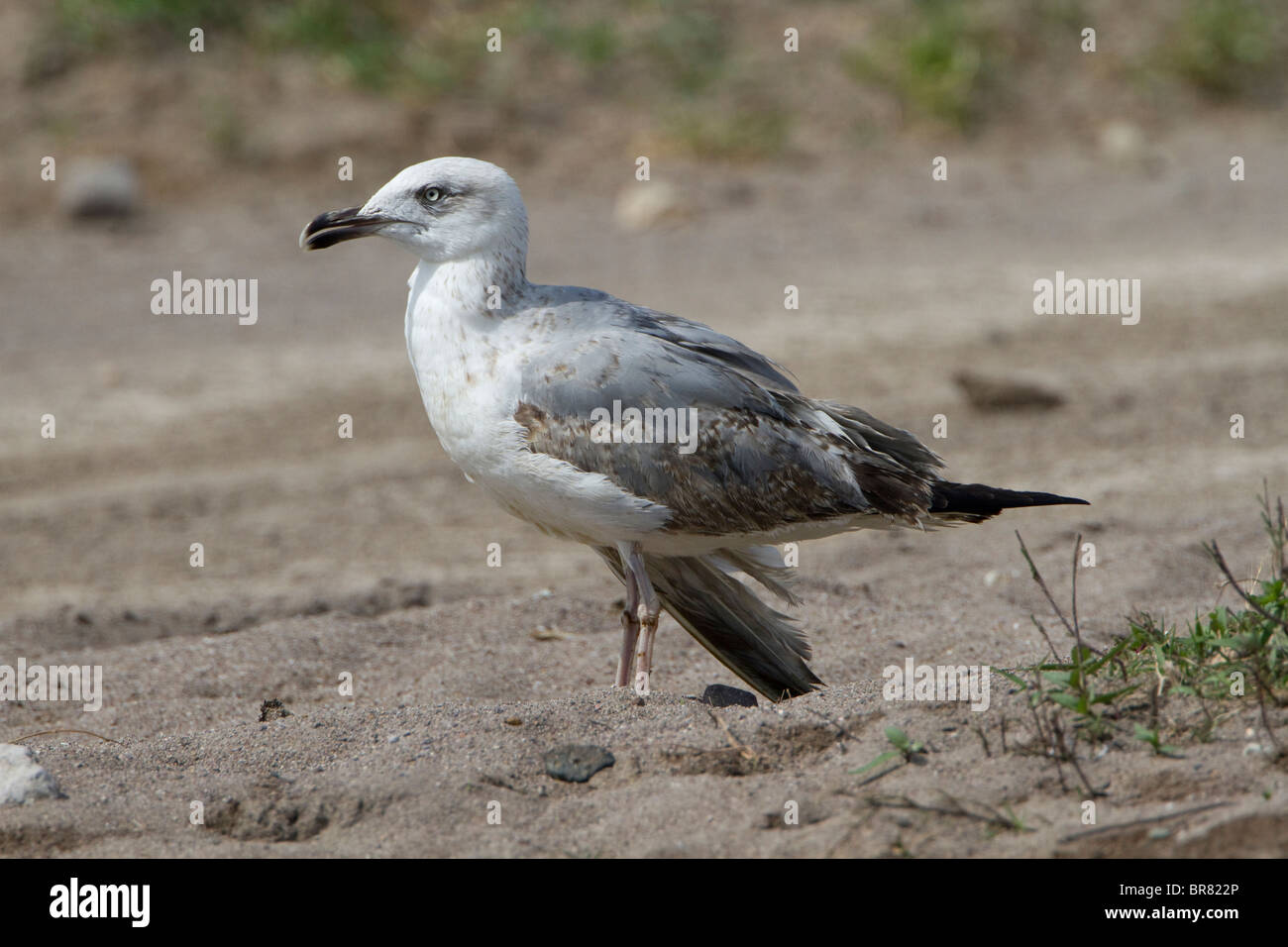 Immature nature bird avian animal injured damaged wing immature hi-res ...