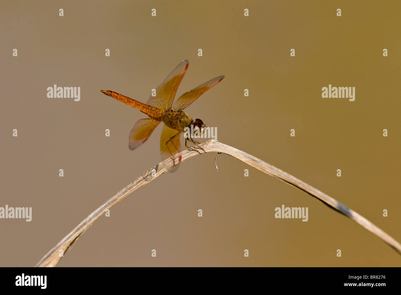 Dragonfly branch hi-res stock photography and images - Alamy