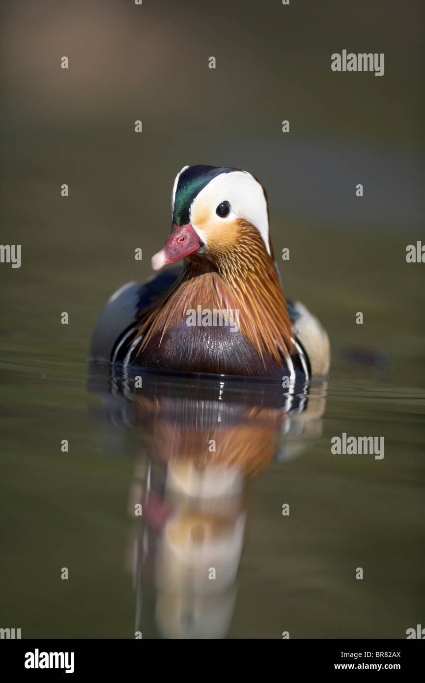 Mandarin drake hi-res stock photography and images - Alamy