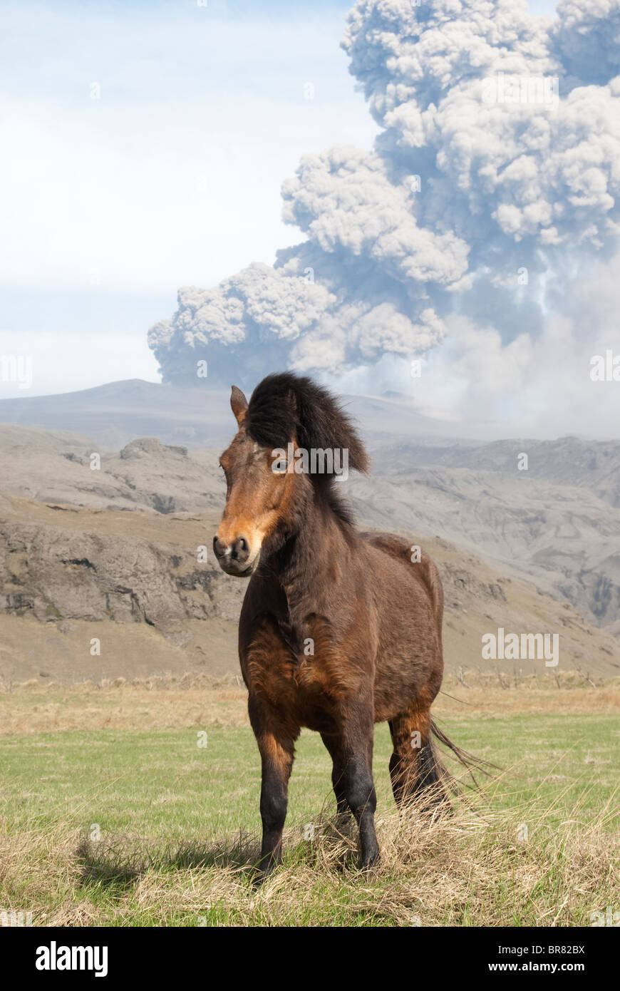 Horse poisoning hi-res stock photography and images - Alamy