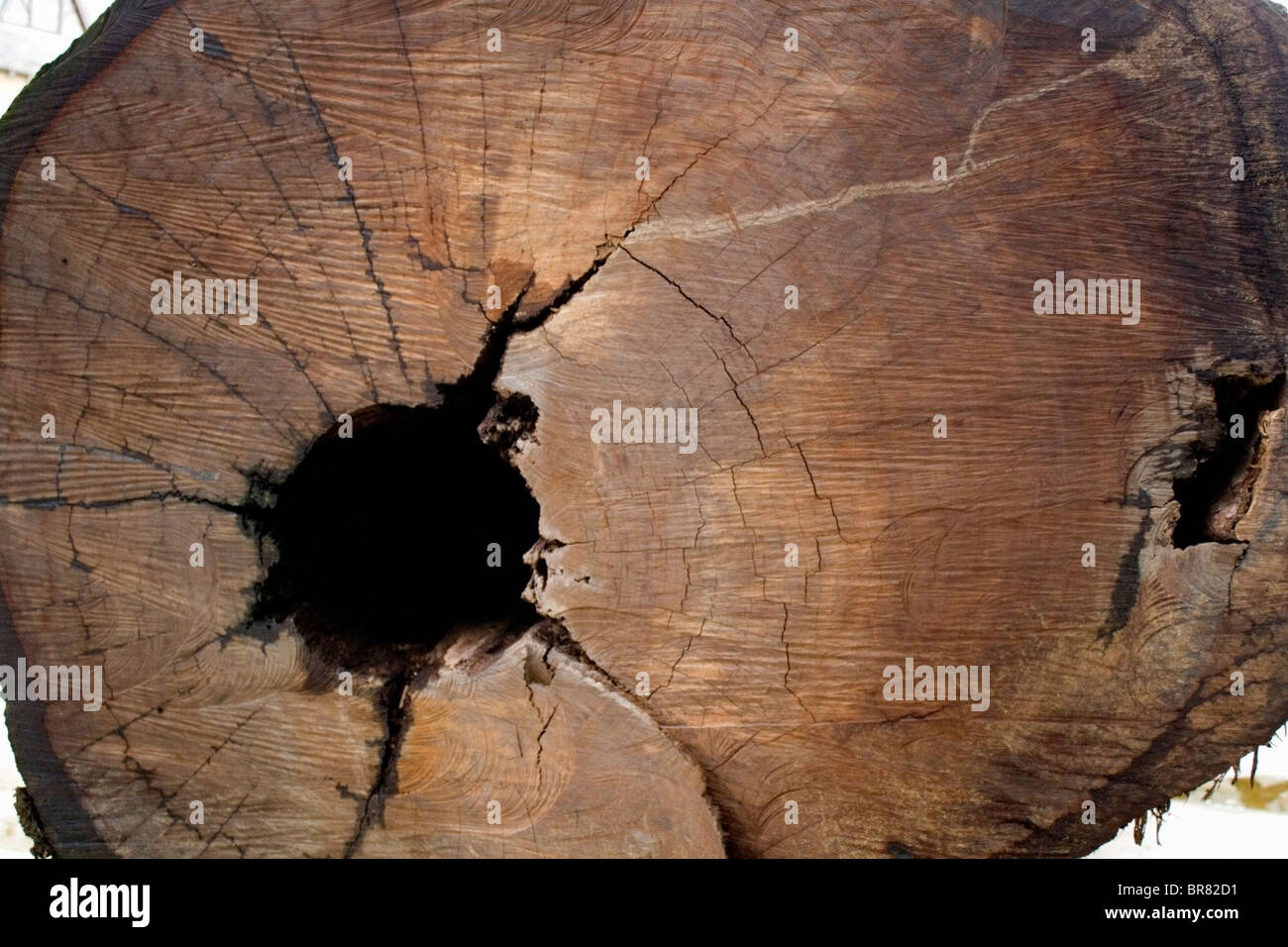 Ghost Forest Roots at Oxford University Museum Stock Photo - Alamy