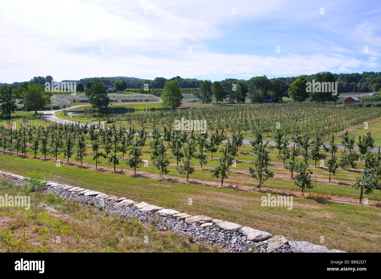Young apple tree sapling farm, New England farm, Connecticut, USA Stock ...