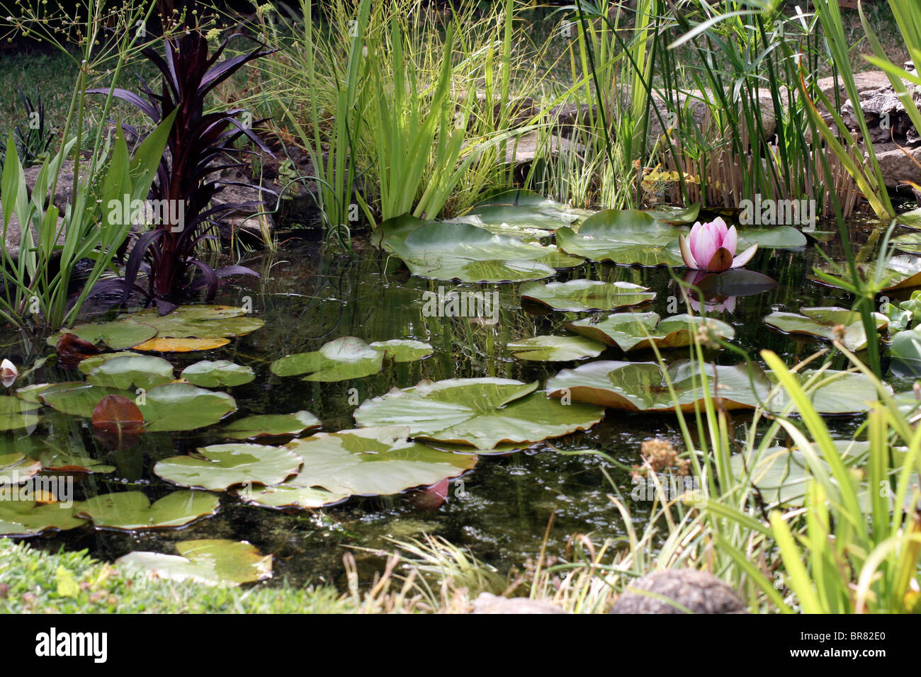 English garden Wildlife pond Stock Photo - Alamy