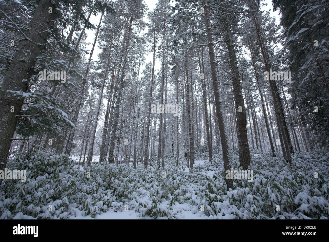 Pine plantation in winter with snow with Rhododendron ponticum ...